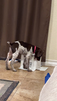 Broke Dog: Apparel, Accessories, and More for You and Dog – BROKE DOG